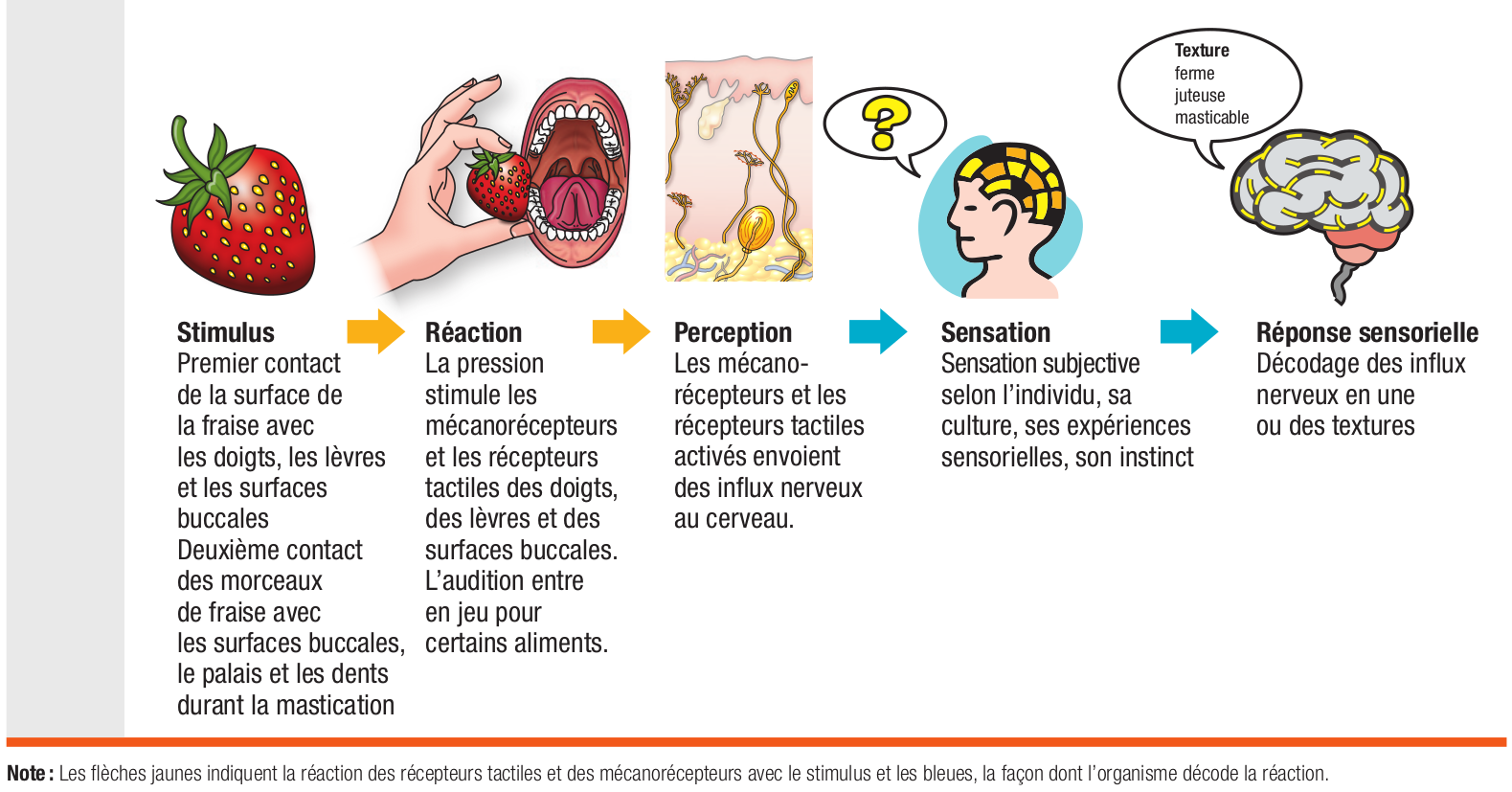 La texture [Quels sont les facteurs qui influent la prise alimentaire ?]