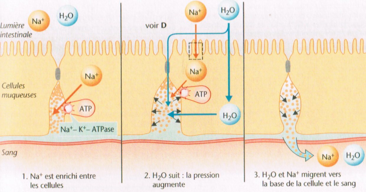 Mécanismes de l'absorption