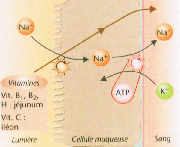 Mécanismes de l'absorption