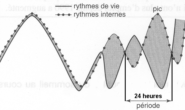 Les rythmes biologiques et besoins physiologiques [Comment sont ...