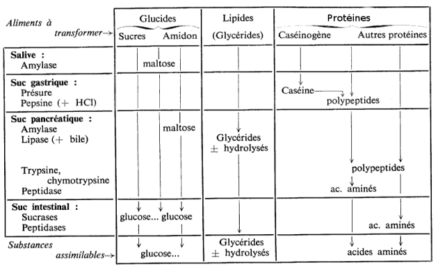 Les sucs digestifs et les enzymes