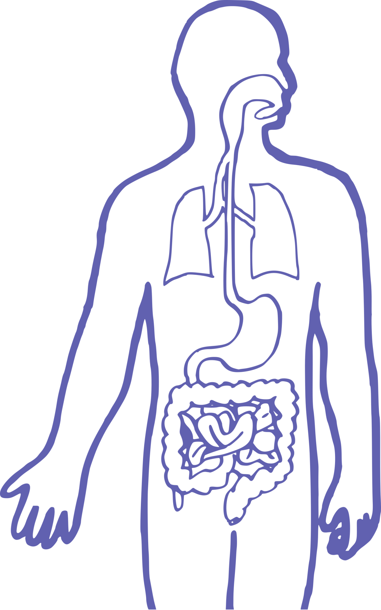 Les sucs digestifs et les enzymes